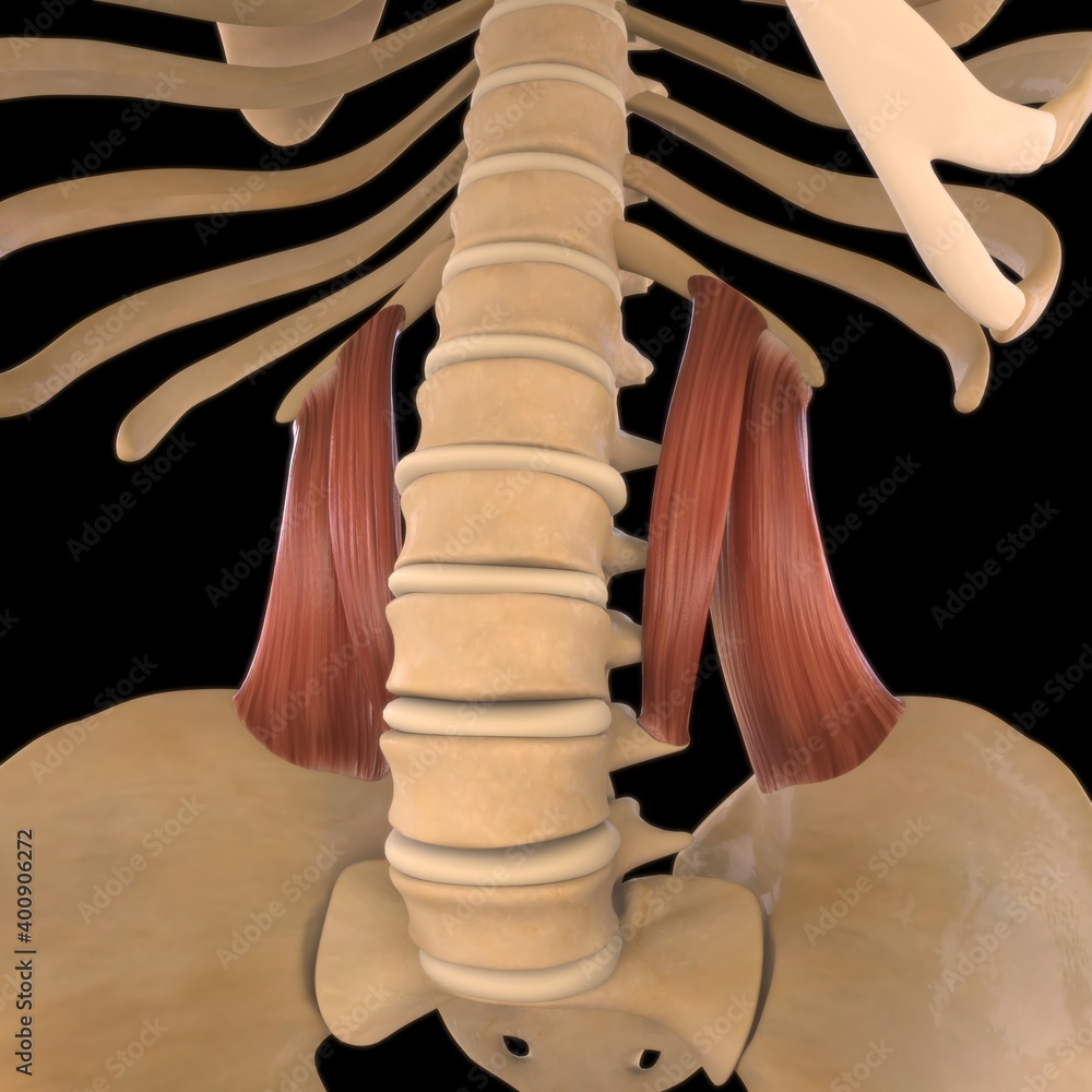 Quadratus Lumborum Muscle Anatomy For Medical Concept 3D Illustration ...