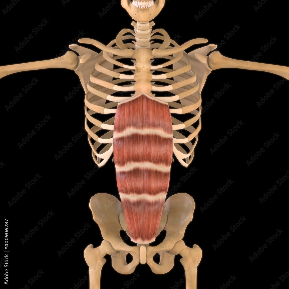 Rectus Abdominis Muscle Anatomy For Medical Concept 3D Illustration ...