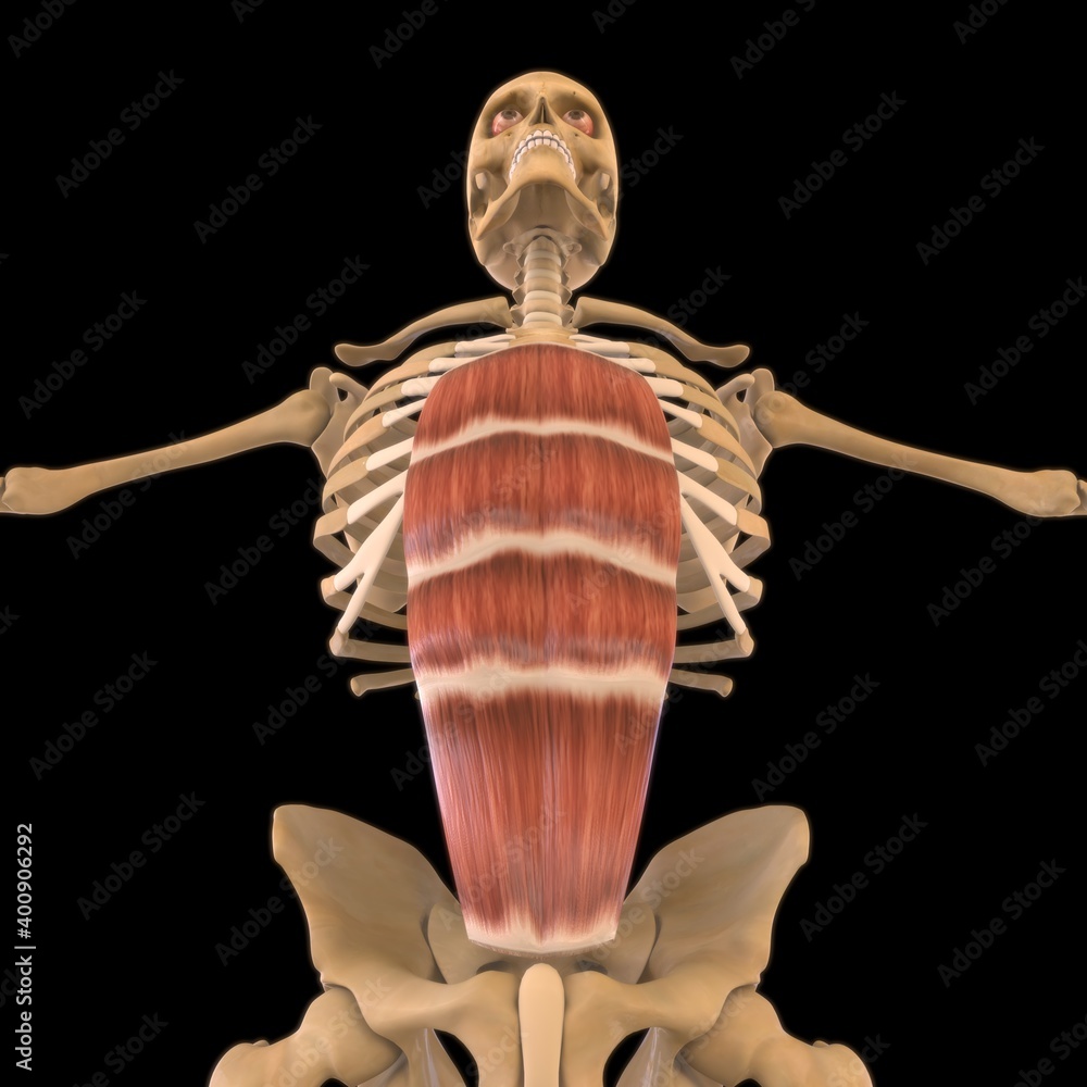 Rectus Abdominis Muscle Anatomy For Medical Concept 3D Illustration ...