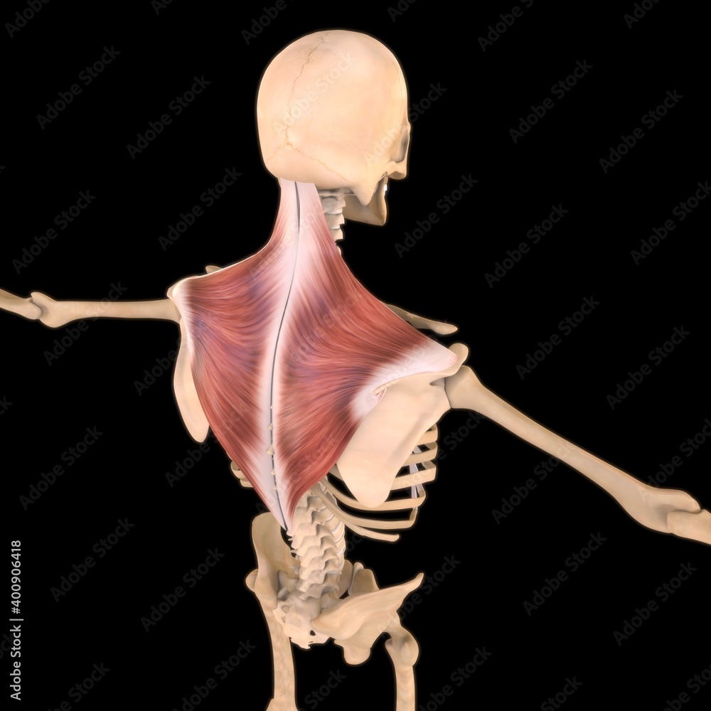 Trapezius Muscle Anatomy For Medical Concept 3D Illustration Stock ...