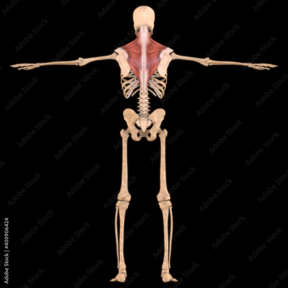 Trapezius Muscle Anatomy For Medical Concept 3D Illustration Stock ...