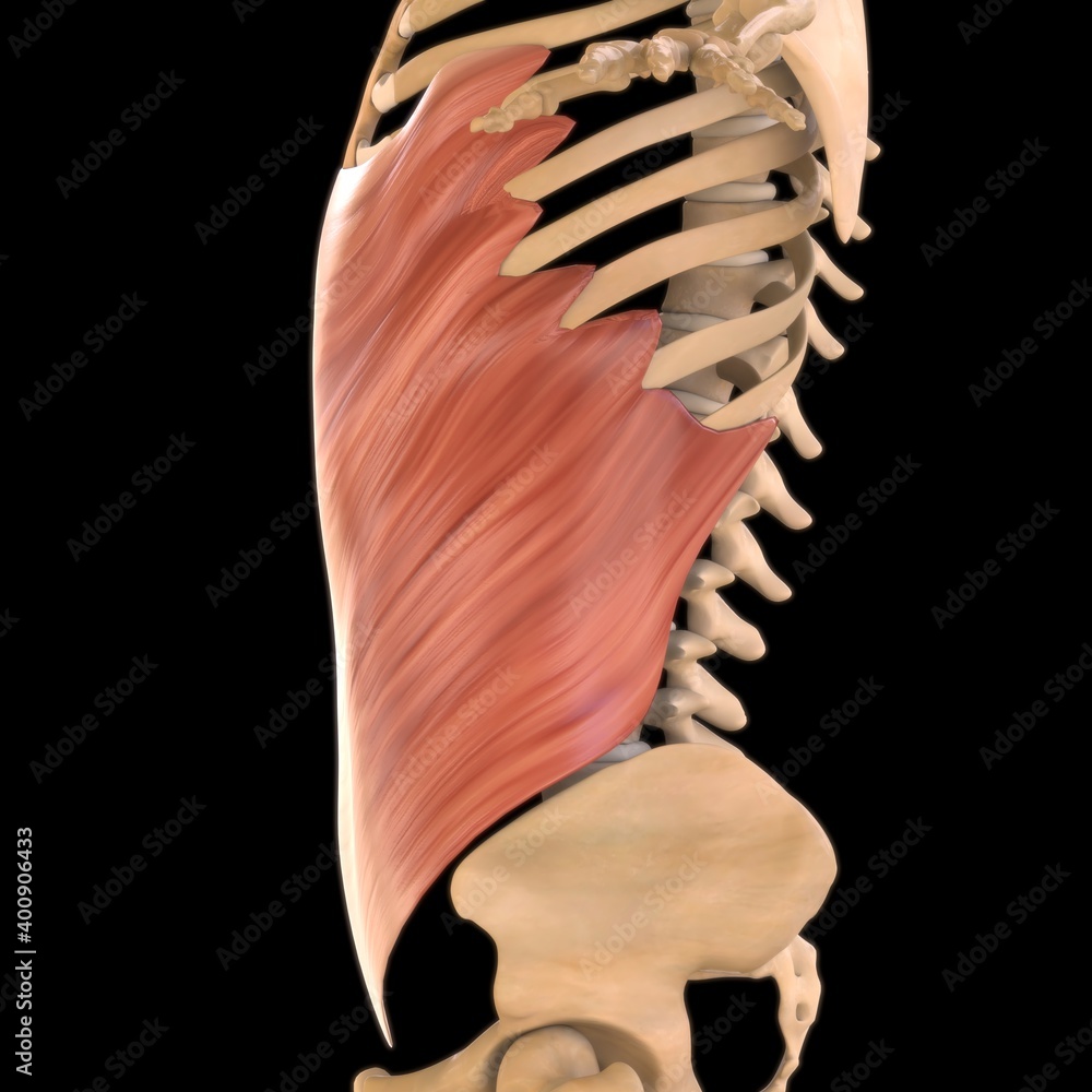 Abdominal External Oblique Muscle Anatomy For Medical Concept 3D ...