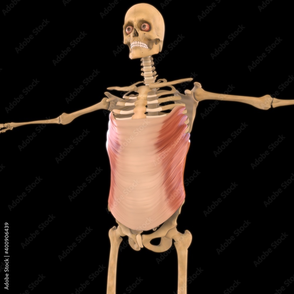 Abdominal External Oblique Muscle Anatomy For Medical Concept 3D ...