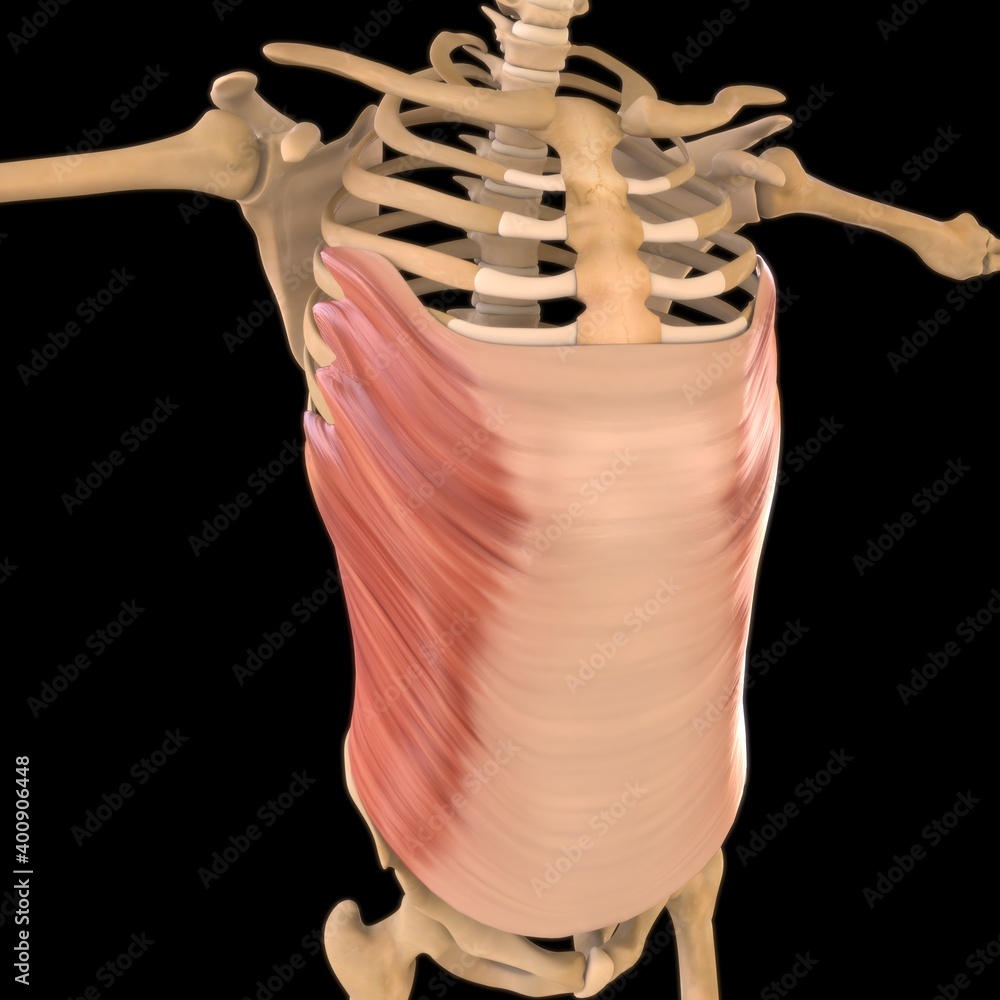 Abdominal External Oblique Muscle Anatomy For Medical Concept 3D ...