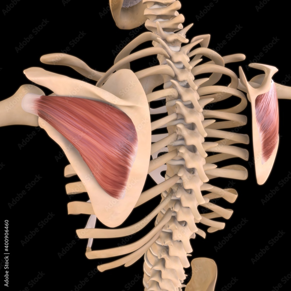 Infraspinatus Muscle Anatomy For Medical Concept 3D Illustration Stock ...