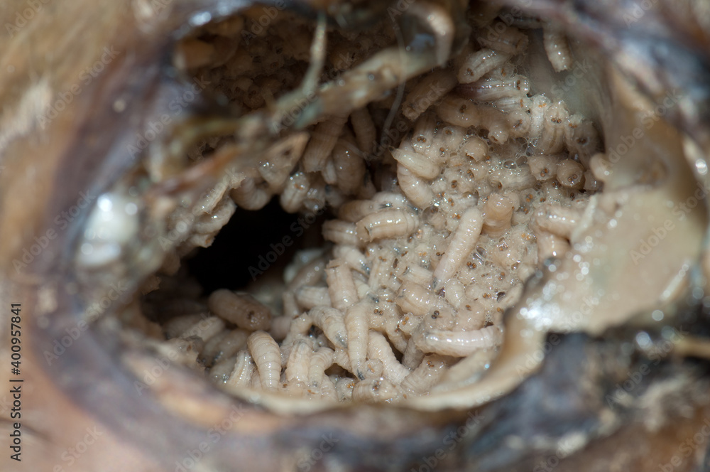 Larvae of common green bottle fly Lucilia sericata feeding on the zebu ...