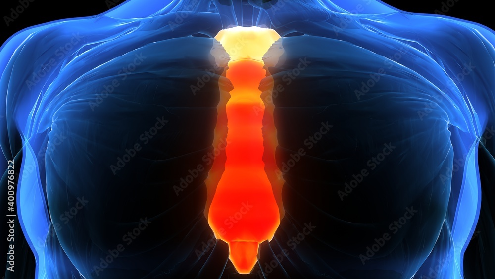 3d illustration of human body sternum bone anatomy Stock Illustration ...