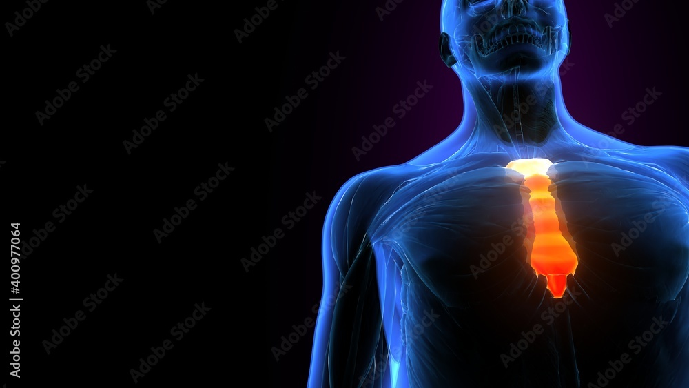 3d illustration of human body sternum bone anatomy Stock Illustration ...