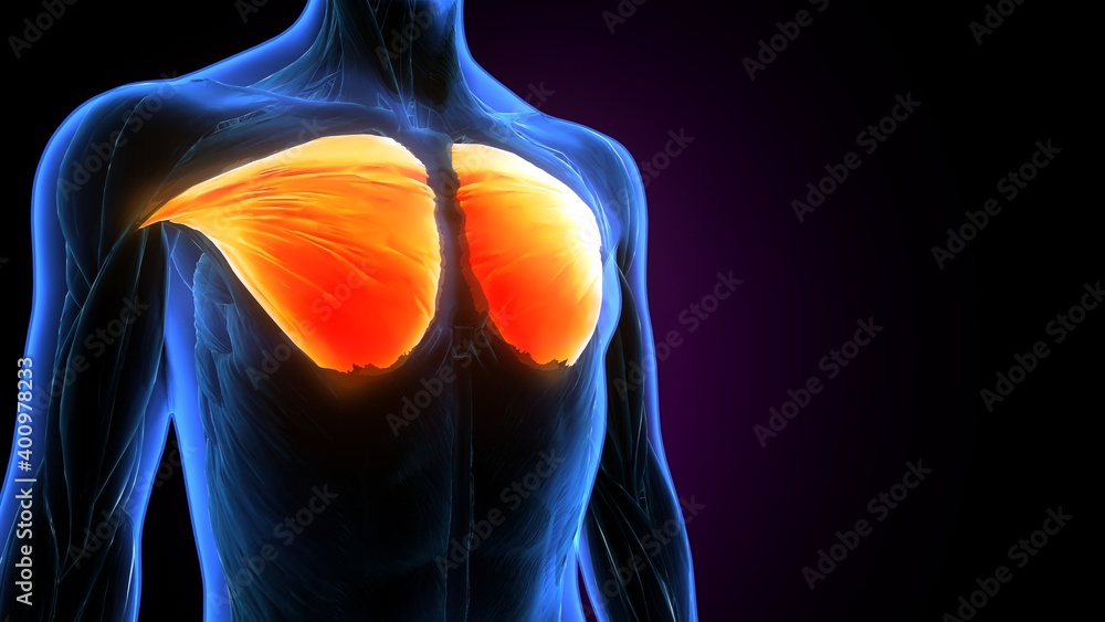 Poster 3d illustration of human muscular system torso muscles pectoral ...