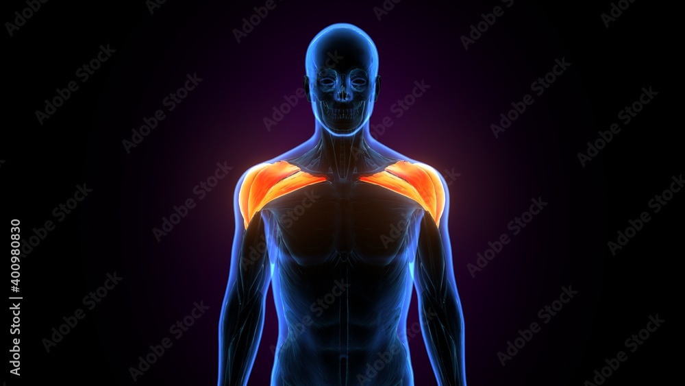 3d rendered of human body muscle deltoid anatomy . Stock Illustration ...