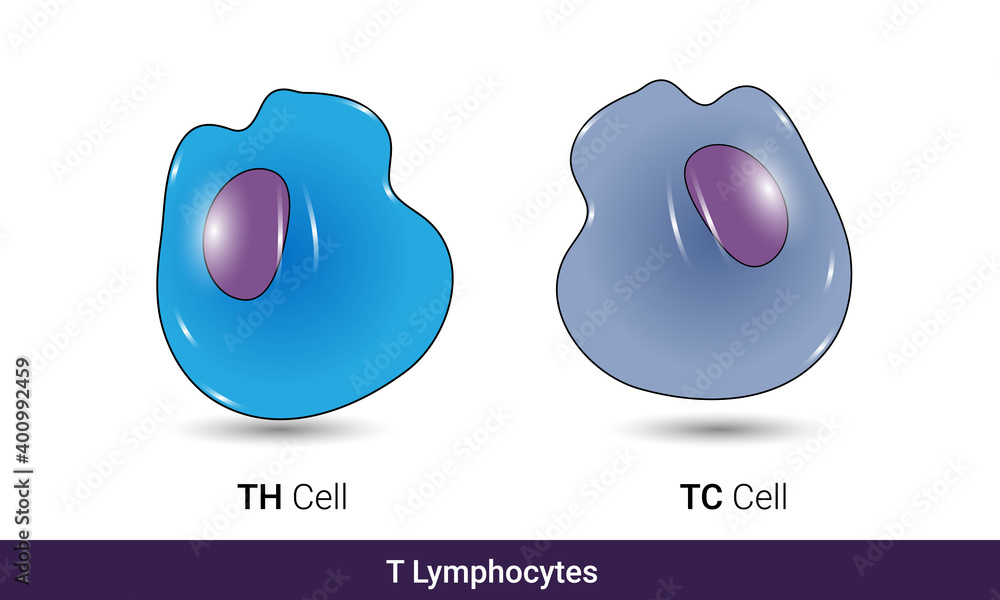 Types of T cells in White background, T helper cell and cytotoxic t ...