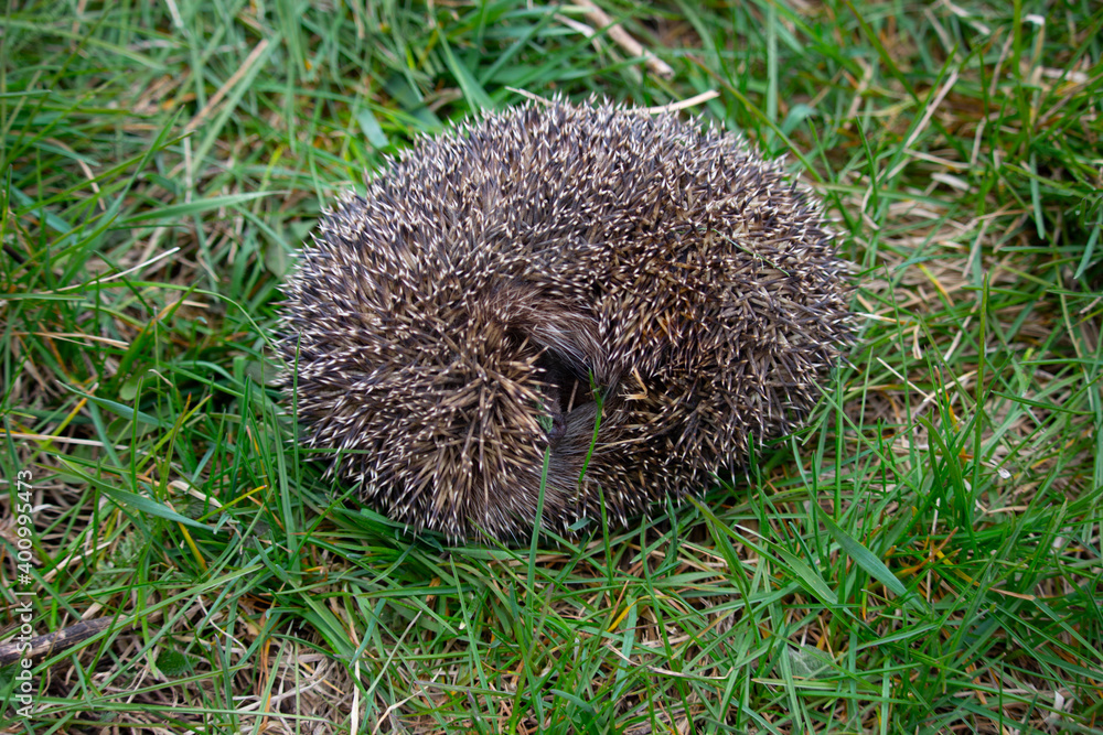 The prickly hedgehog curled up into a ball, spread its needles, and ...