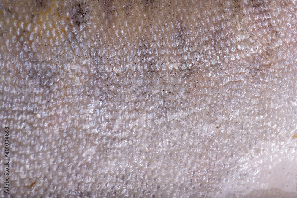 Close Up of Pink Salmon skin Texture. Fish scales iridescent faux ...