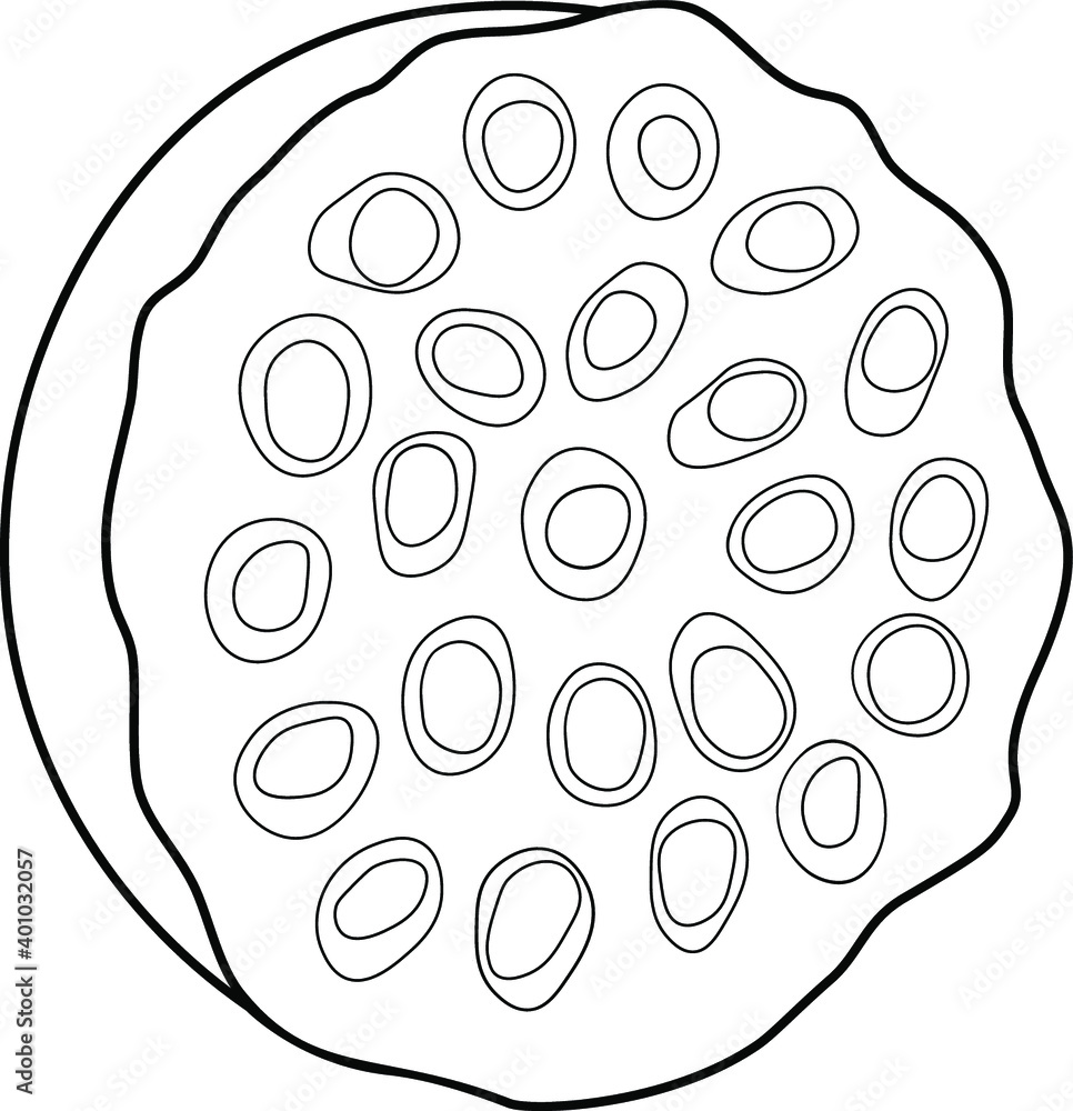 Lotus Seed Pod Drawing
