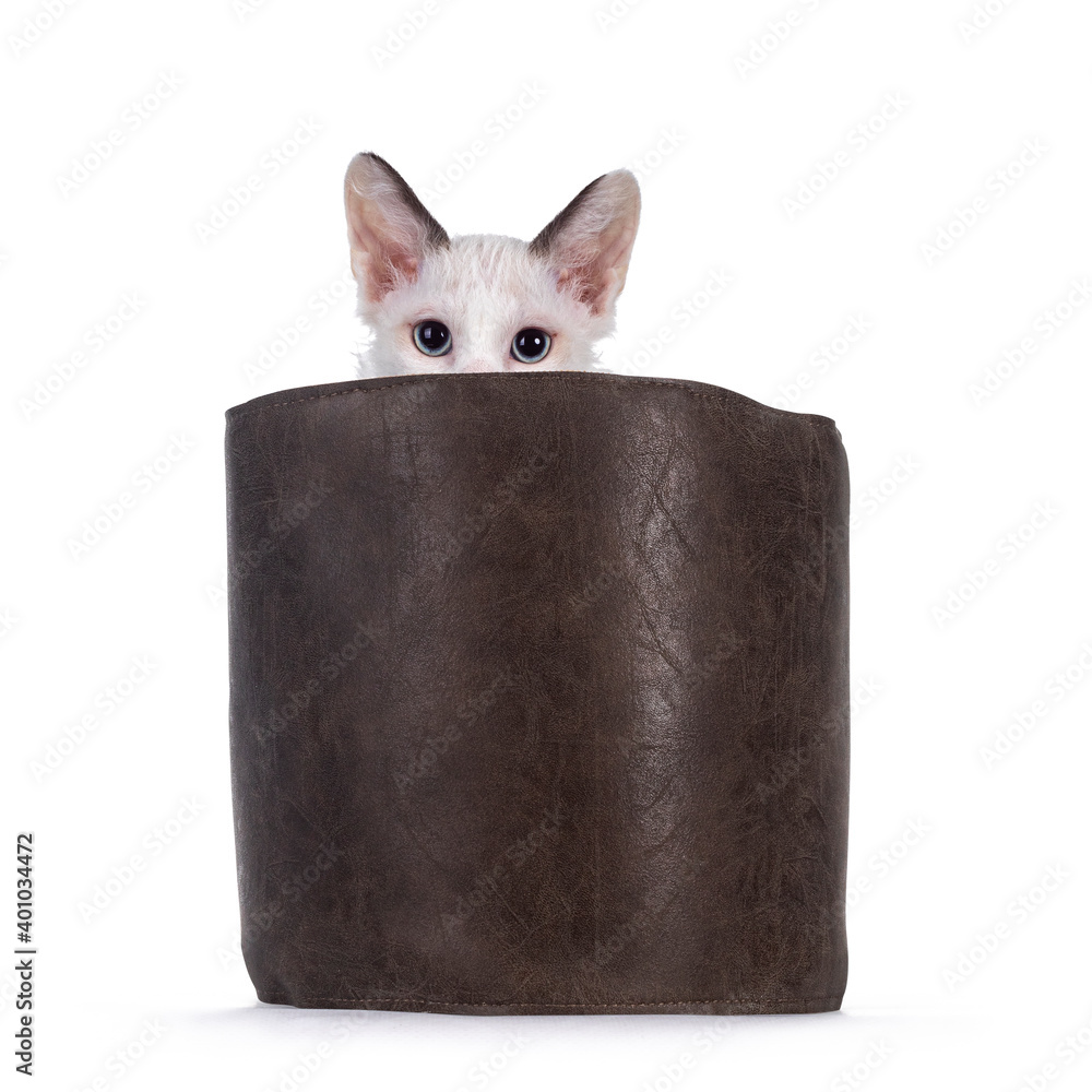 Handsome LaPerm cat kitten, sitting in brown leather basket. Looking ...