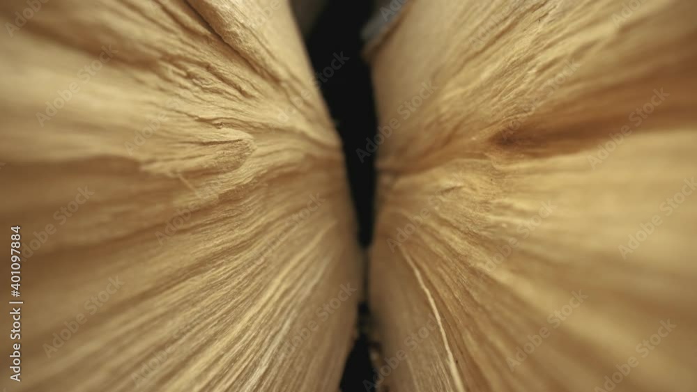 Wood texture inside the trunk. Hardwood structure. Stock Video | Adobe ...