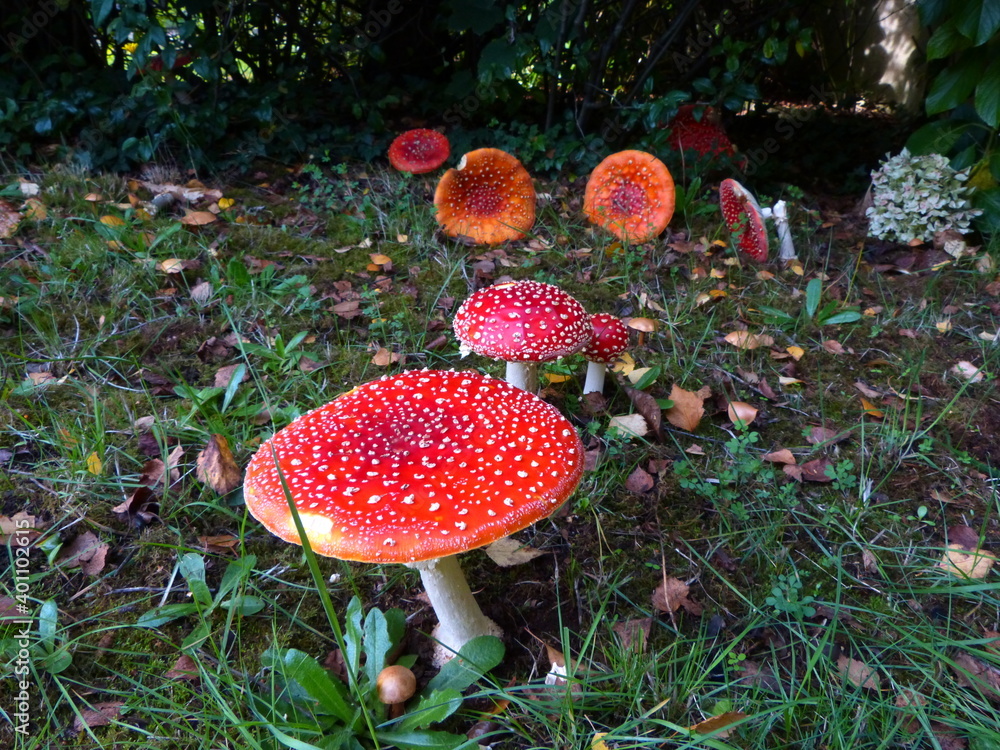 fungi Stock Photo | Adobe Stock
