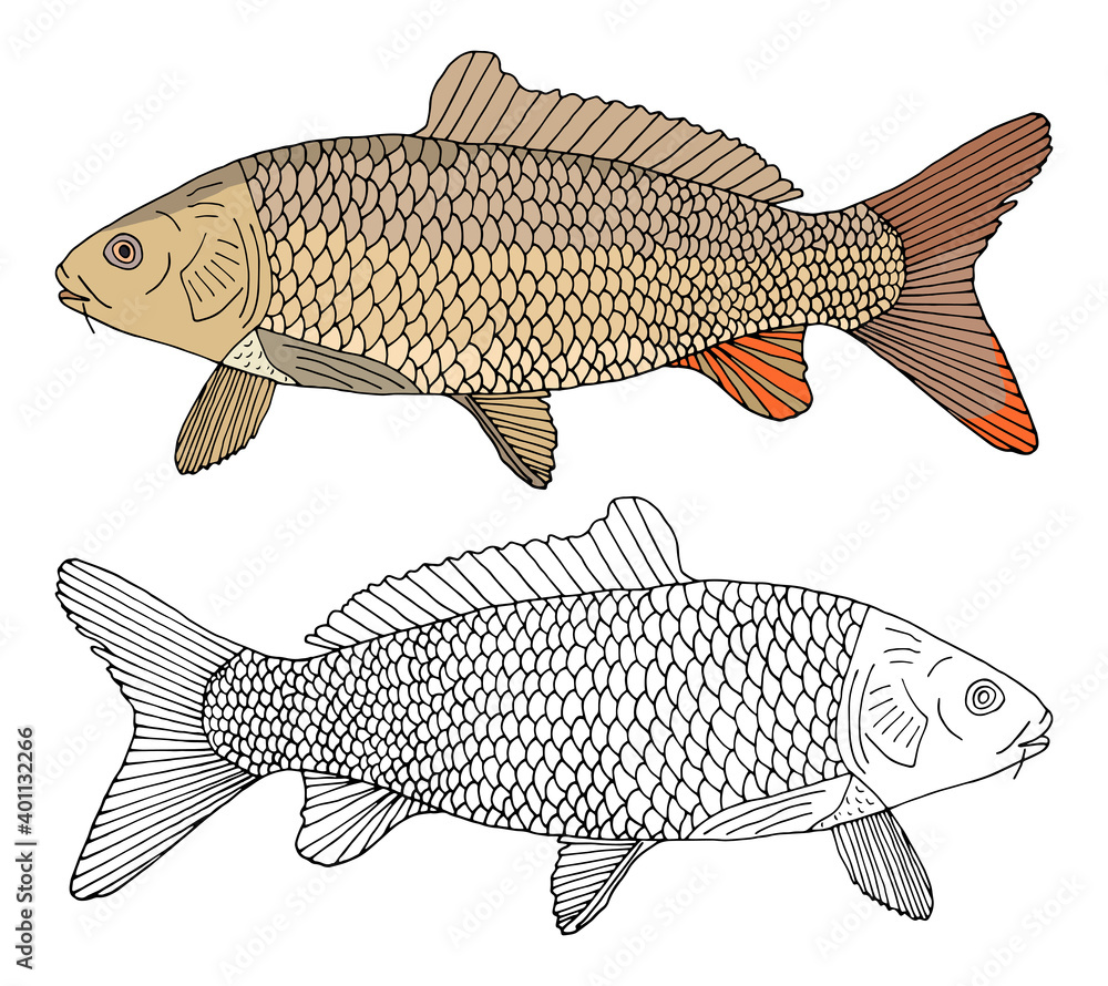 Carp fish isolated, hand drawing. Beautiful river fish with scale in ...