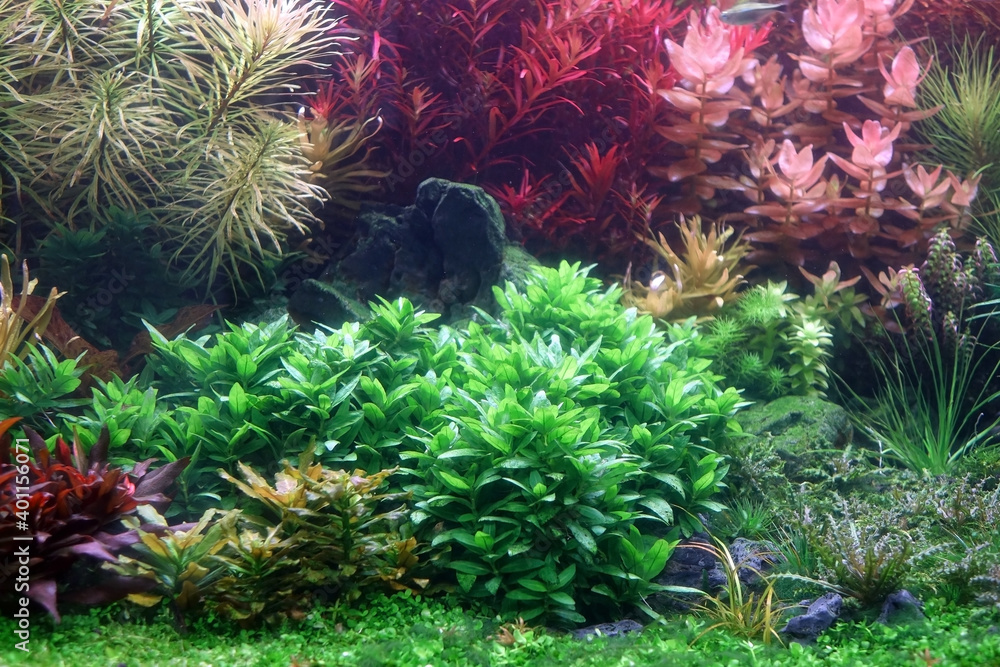 Colorful aquatic plants in aquarium tank with Dutch style aquascaping ...