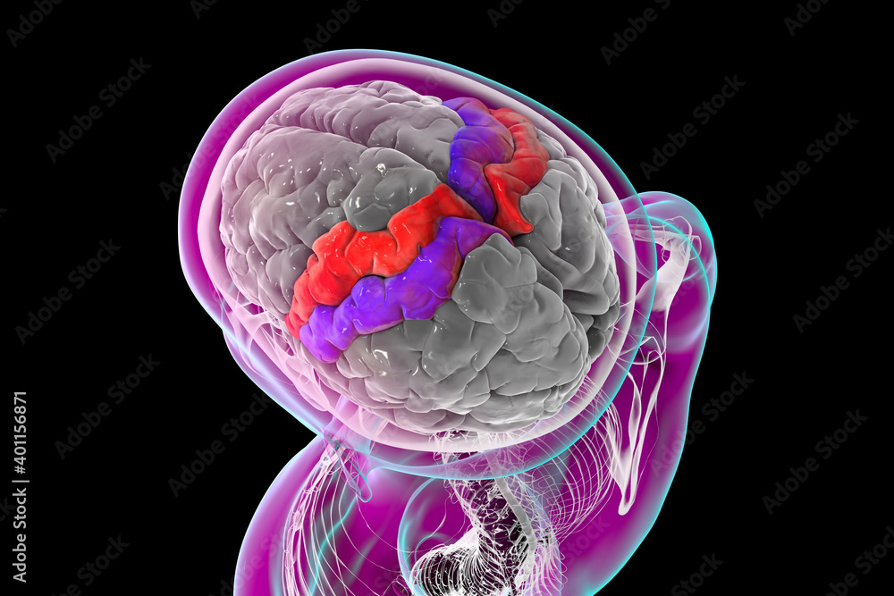 Human brain with highlighted precentral and postcentral gyri Stock ...