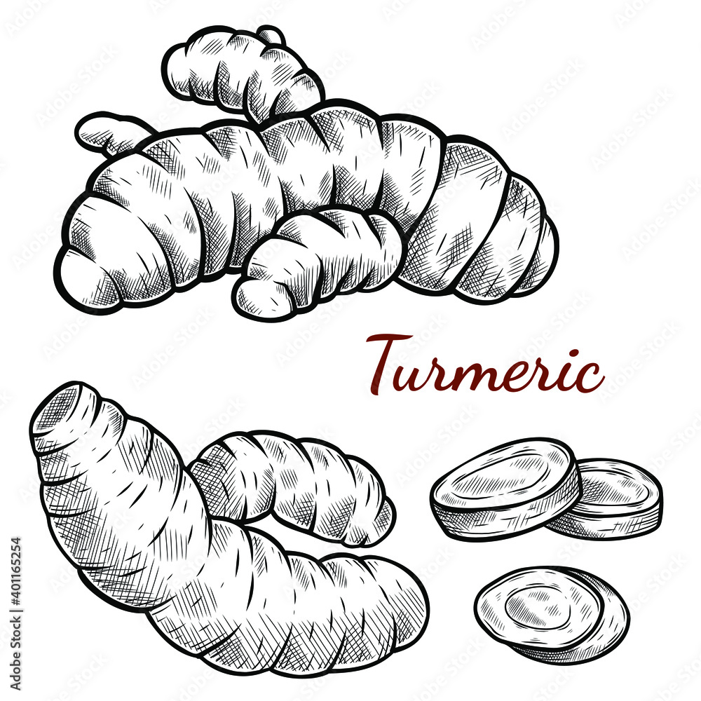 Vector sketch illustration of turmeric root set drawing isolated on ...