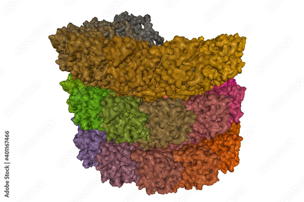 Structure of the helical Measles virus nucleocapsid, 3D surface model ...