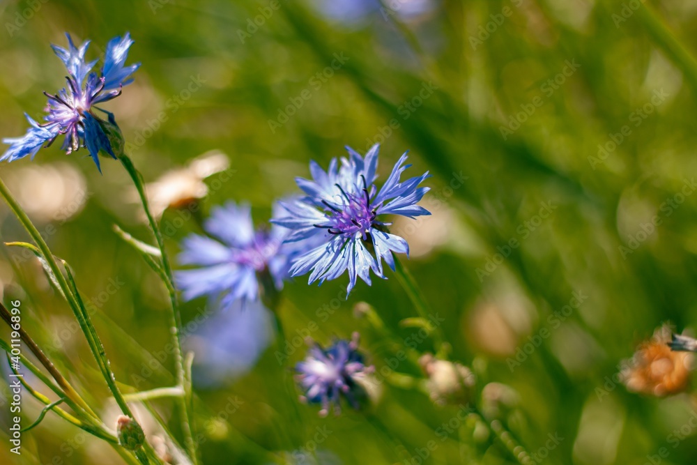 big blue flowers of cornflower grow in blurred green summer grass ...