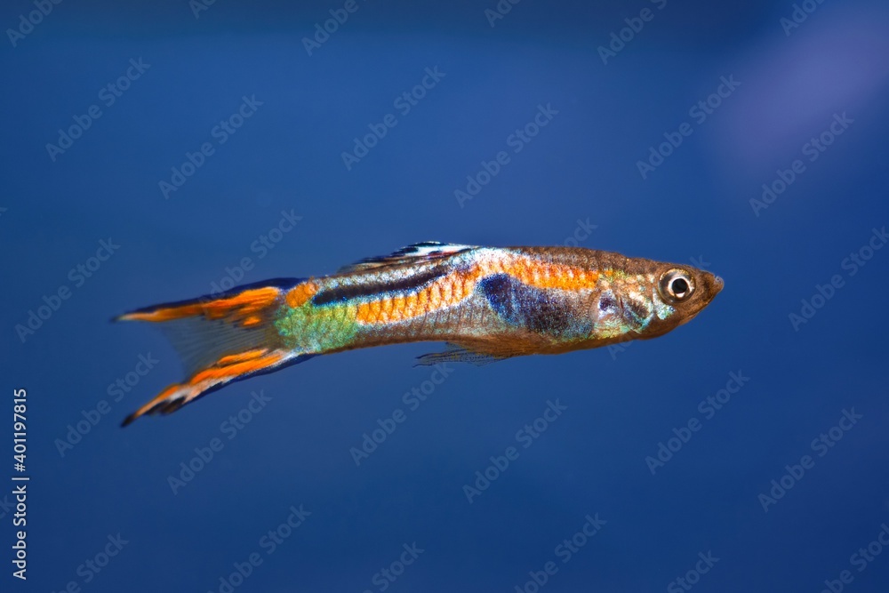 neon glowing freshwater dwarf fish Endler guppy in biotope aquarium ...