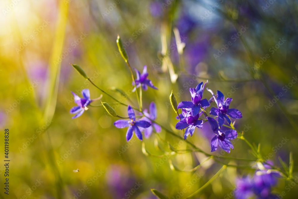 tender blue flowers of field larkspur lean to sunshine in blurred green ...