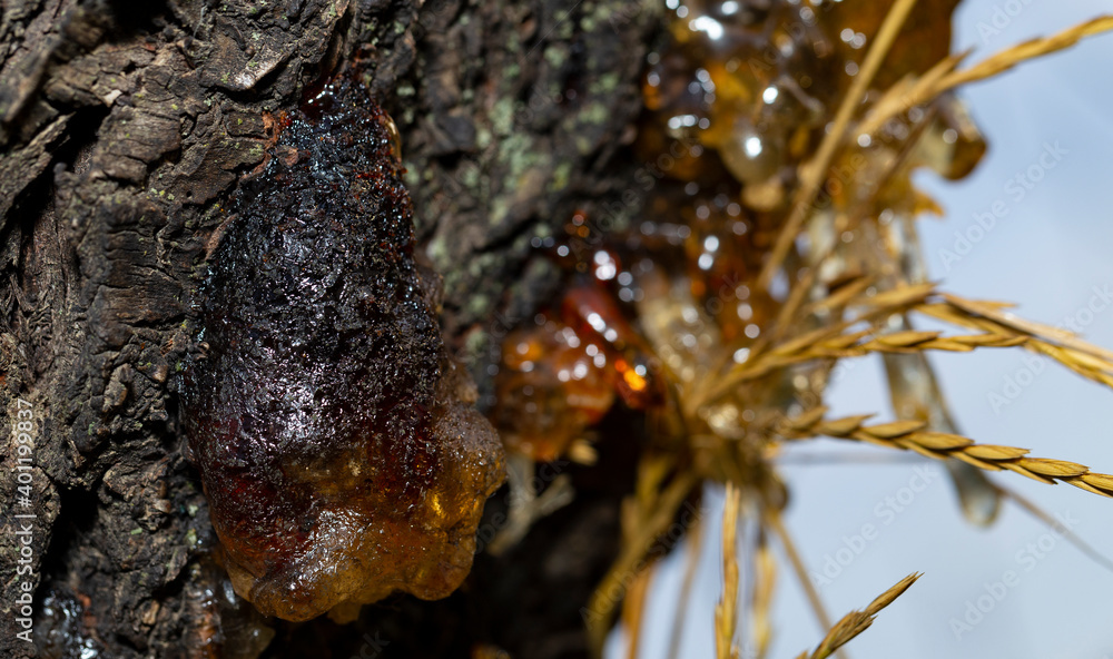Formation of resin from the juice of a cherry tree.The tree was ...