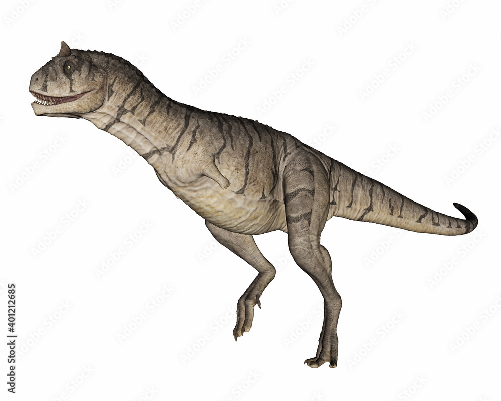 Carnotaurus dinosaur walking and roaring isolated in white background ...