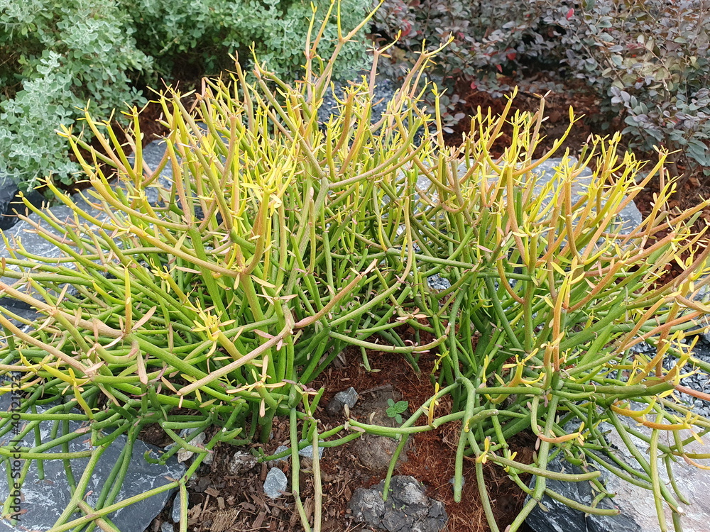 Milk bush or Indian tree spurge , scientific name Euphorbia tirucalli L ...
