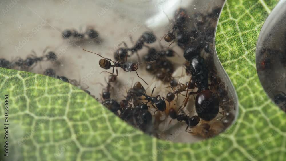 Stockvideon ant farm. the Queen of ants produces offspring. Laying of ...