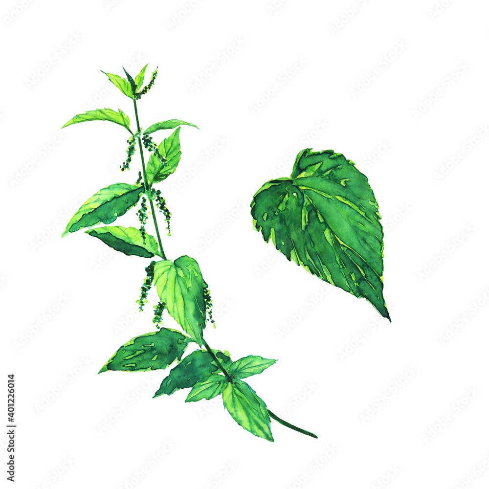Stinging nettle branch and leaf isolated on white background ...