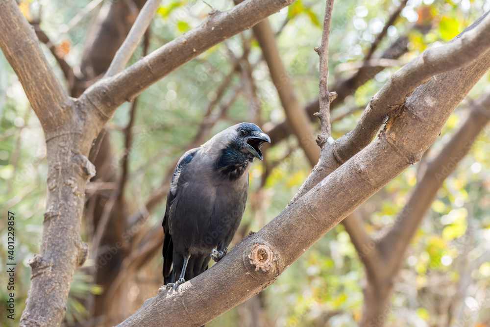 Indian black crow singing and perching in the jungle in the Nehru ...