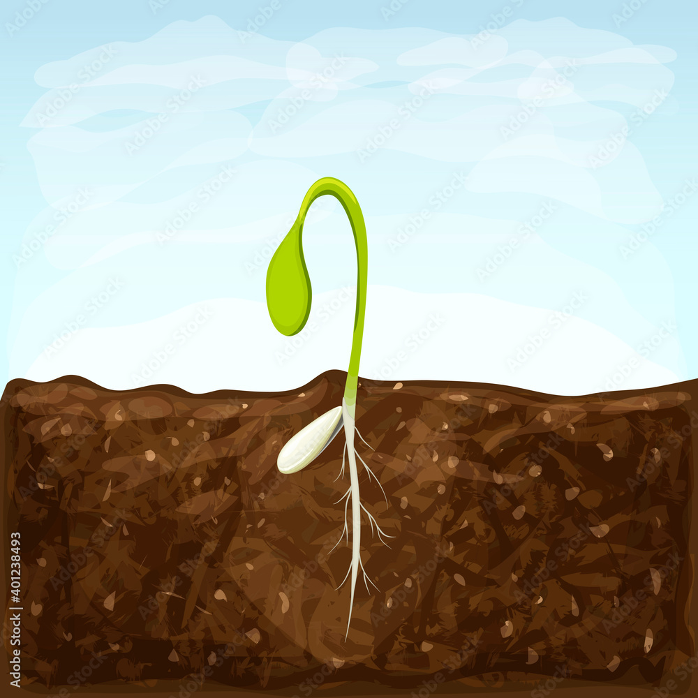 Seed Sprouting Clipart