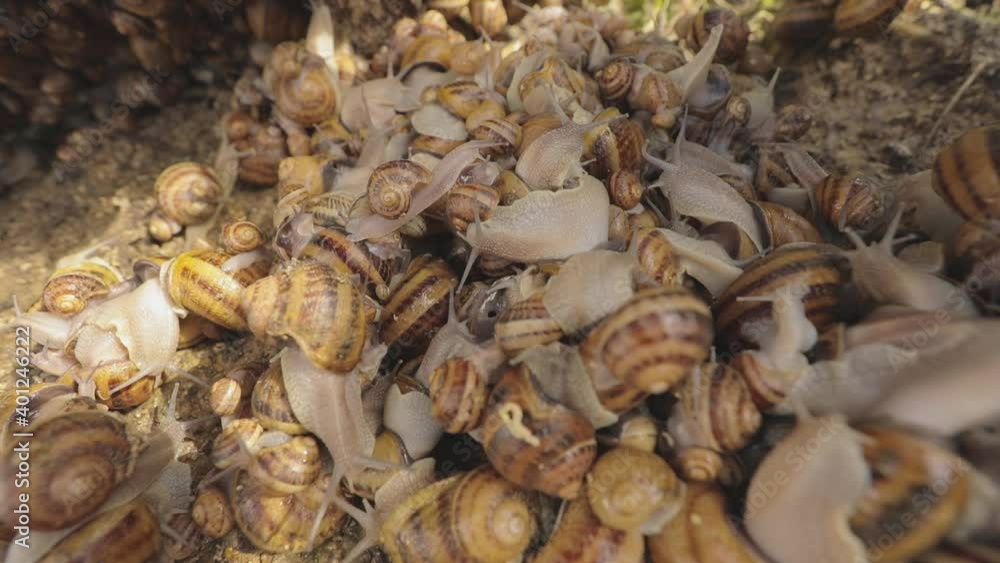 Snails on the farm. There are many snails on the farm. Growing snails ...