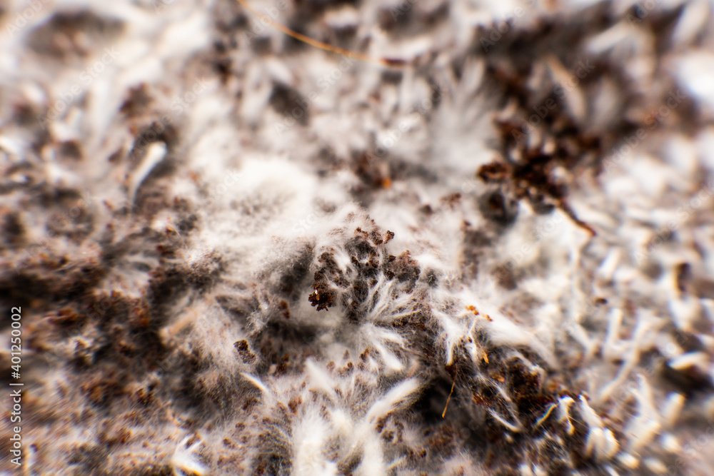 Mycelium filaments on coconut fiber mycelium. Grow Magic mushroom ...