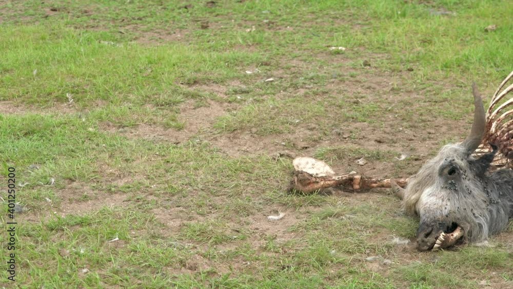 Old Dead Animal Carcass That Died Naturally in Meadow.Carrion ...