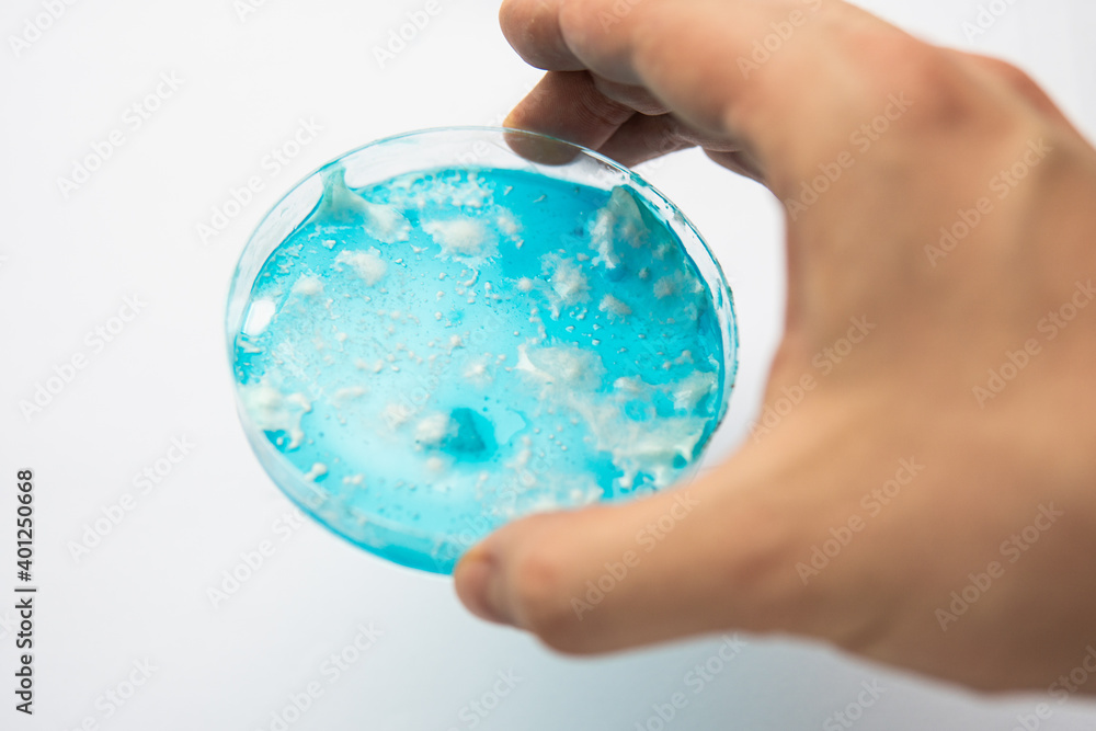 Reishi mushroom mycelium on potato dextrose agar. Mycology Growing in a ...