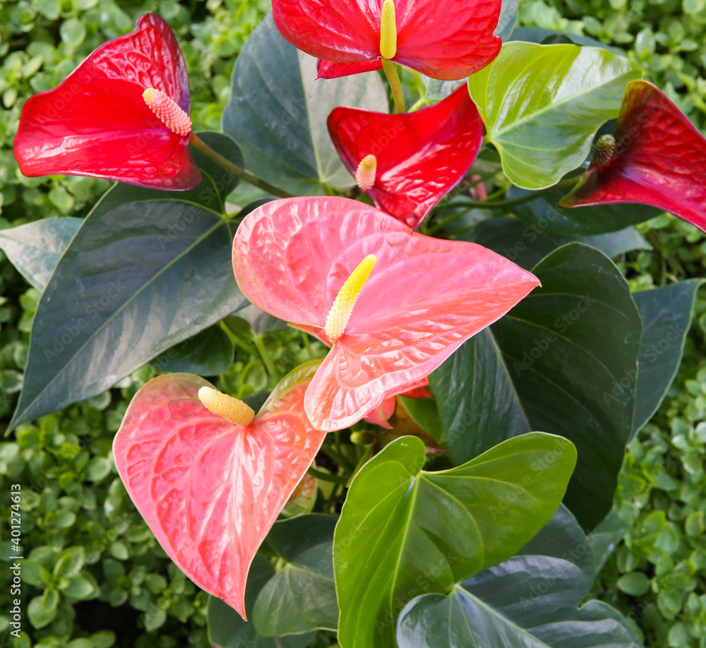 Anthurium flower is a heart-shaped flower. Flamingo flowers. Red orange ...