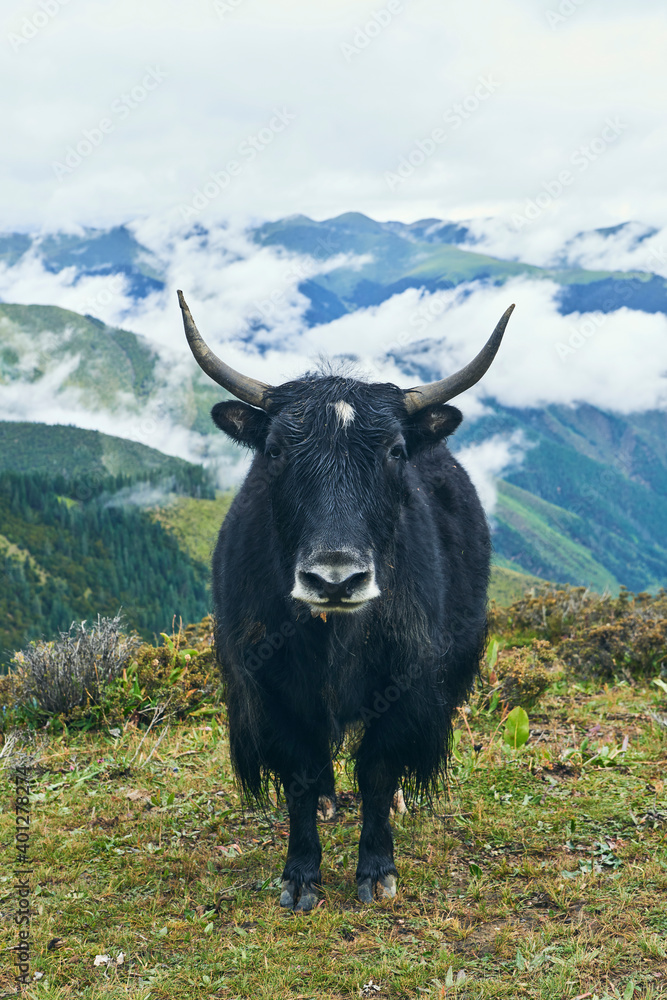 Adult black yak with horns and white spot on head on small meadow ...