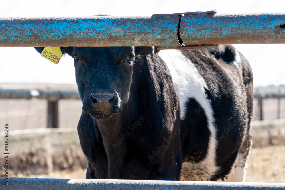 Livestock farm. Cows with sad faces stand in a dirty locked paddock ...
