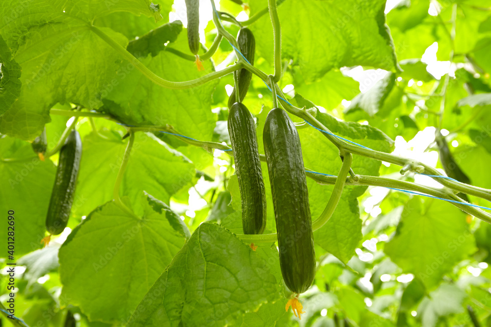 Growing cucumbers in industrial agricultural greenhouses. Close-up ...