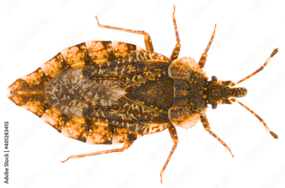 Aradus betulae is a genus of true bugs in the family Aradidae, the flat ...