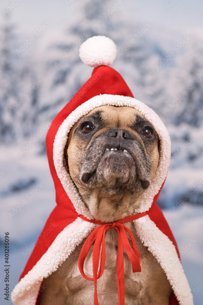 Funny French Bulldog dog with overbite wearing red Christmas cape with ...