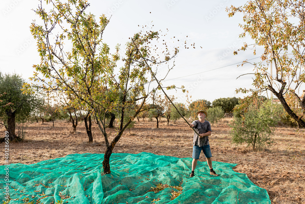 Aged man beating almond tree branches with stick and picking nuts in ...
