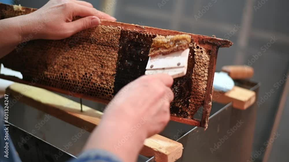 Beekeeper scraping off the wax caps on a hive frame from honey bees to ...