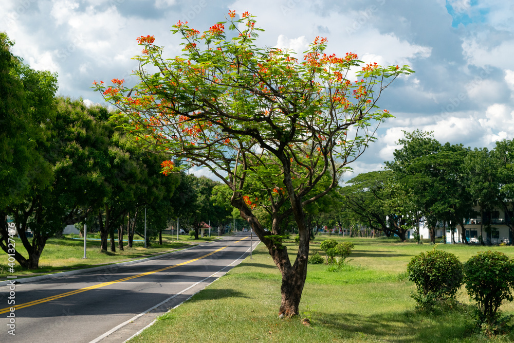 Beautiful Flowering Tree by Empty Country Road in Clark, Pampanga ...