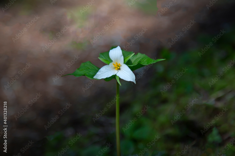 An eye level horizontal view of a shaded Great White Trillium in bloom ...